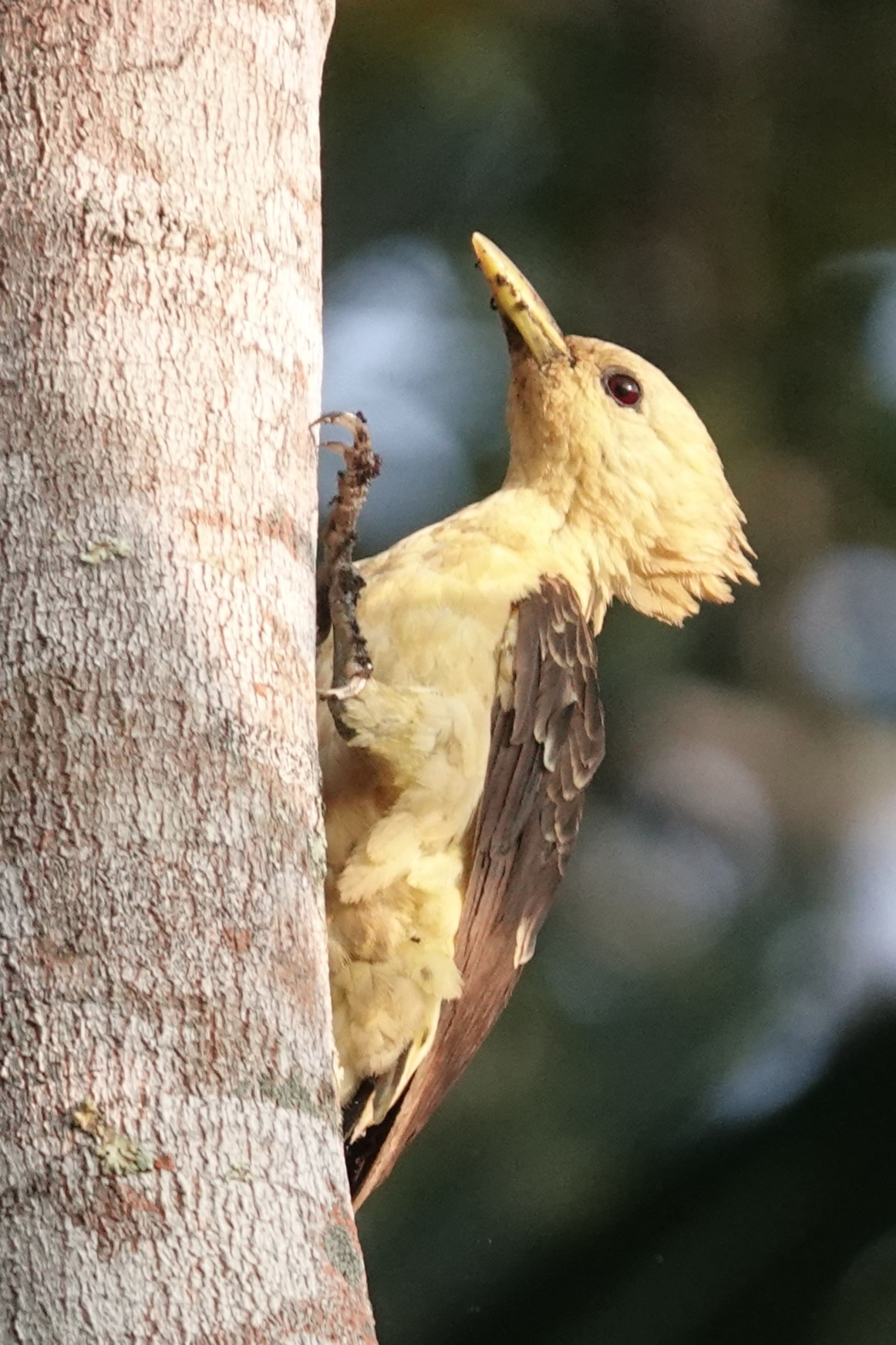 Northern Peru – The 7k by 80 Project