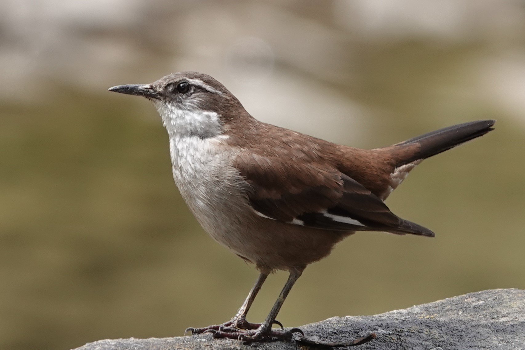 Northern Peru – The 7k by 80 Project